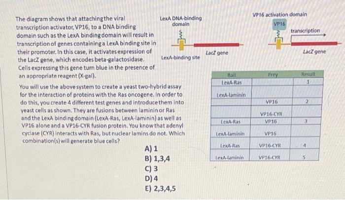Solved VP 16 activation domain The diagram shows that | Chegg.com