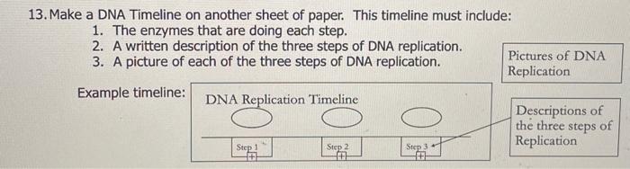 Solved 13. Make a DNA Timeline on another sheet of paper. | Chegg.com