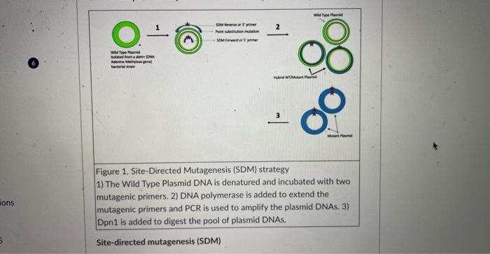 Figure 1, Site-Directed Mutagenesis (SDM) strategy 1) | Chegg.com