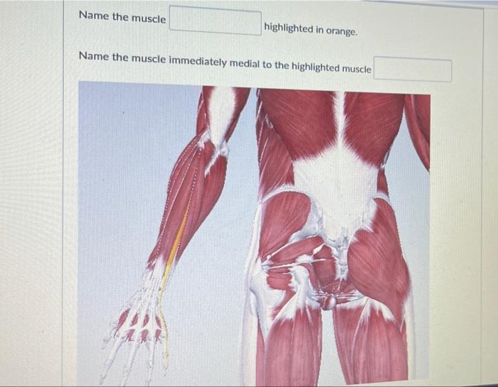 Solved Name the muscle highlighted in orange. Provide one | Chegg.com