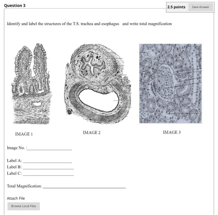 Identify and label the structures of the T.S. trachea | Chegg.com