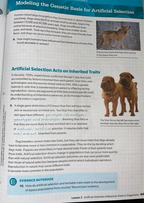 Artificial Selection In Dogs