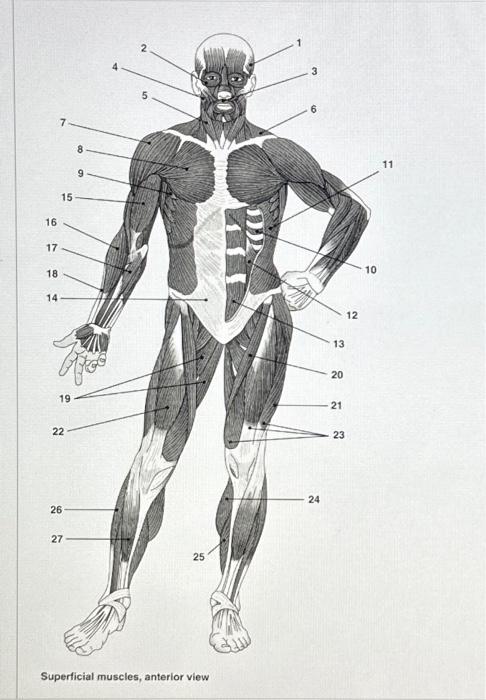 Solved Label the muscles of the body by looking at the | Chegg.com
