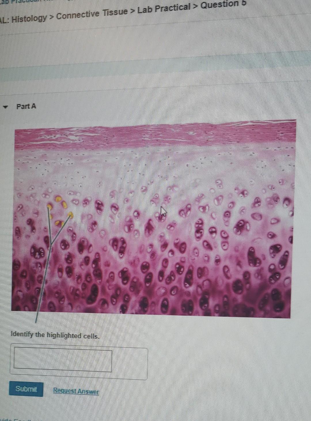 Solved L: Histology > Connective Tissue > Lab Practical > | Chegg.com