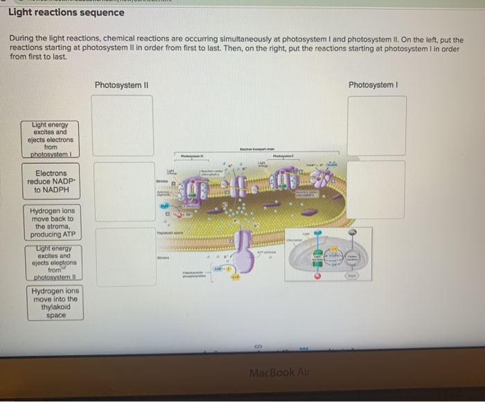 Solved Light reactions sequence During the light reactions, | Chegg.com