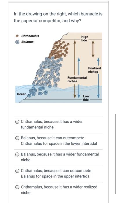 Solved In the drawing on the right, which barnacle is the | Chegg.com