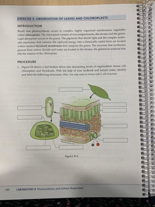 Solved EXERCISE 3. OBSERVATION OF LEAVES AND CHLOROPLASTS | Chegg.com