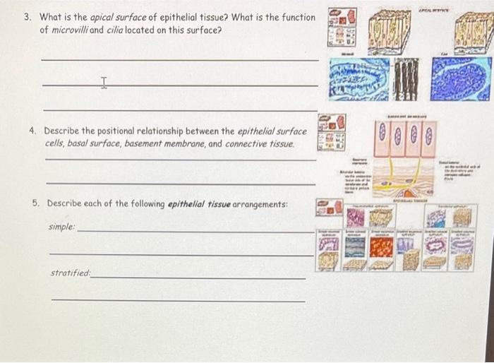 Solved 1 Where Are Epithelial Tissues Found 3 What Is 2965