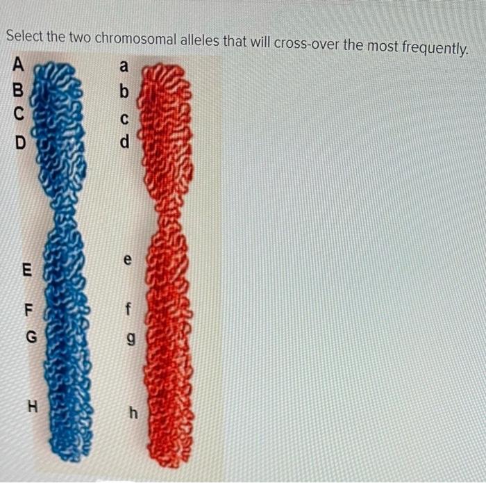 Solved Select the two chromosomal alleles that will | Chegg.com