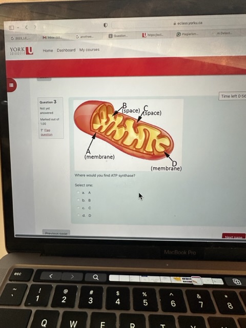 Solved Where would you find ATP synthane?Select one:a. | Chegg.com