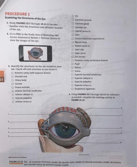 Solved PROCEDURE 1 Examining the Structures of the Eye 1. | Chegg.com