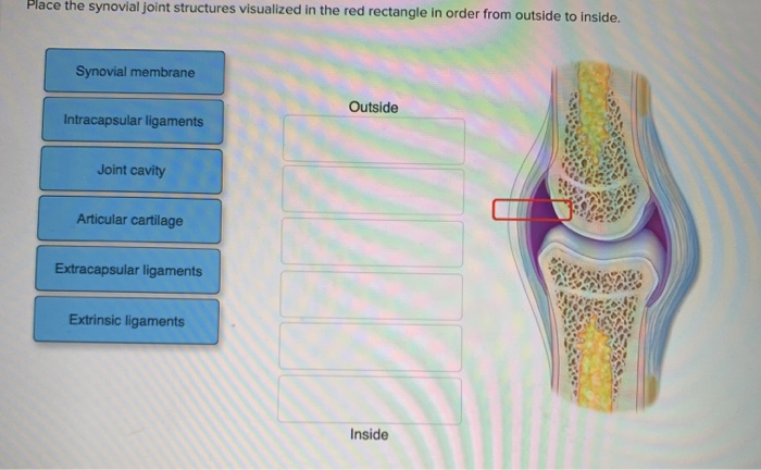 Solved Place the synovial joint structures visualized in the | Chegg.com
