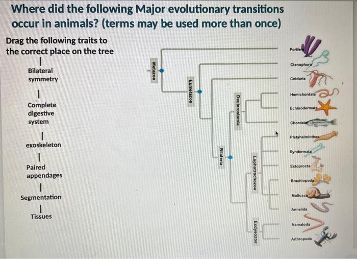 Where did the following Major evolutionary | Chegg.com