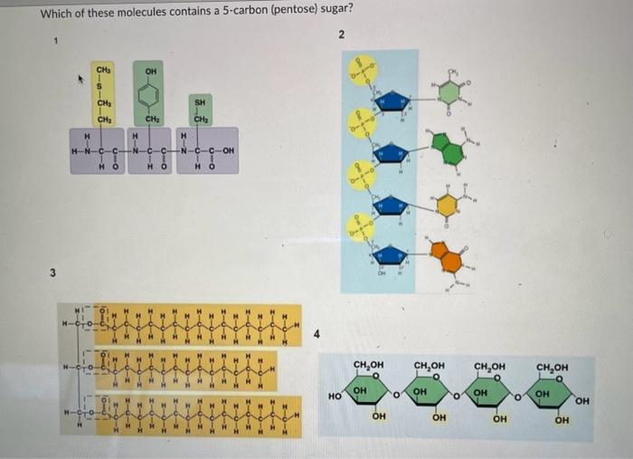 Solved Which of these molecules contains a 5-carbon | Chegg.com