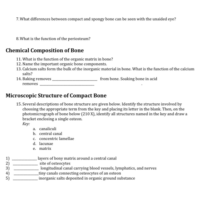 Solved Overview of the Skeleton: Classification and | Chegg.com