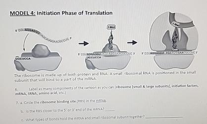 Solved MODEL 4: Initiation Phase of TranslationThe ribosome | Chegg.com