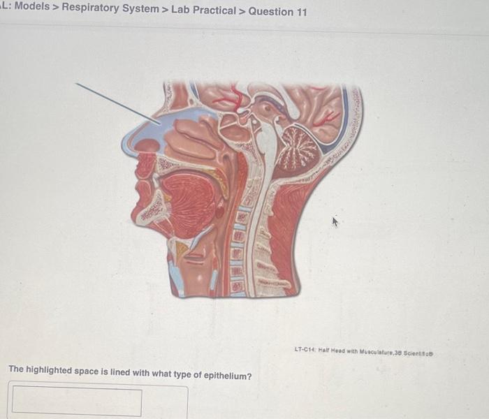 Solved L: Models > Respiratory System > Lab Practical > | Chegg.com