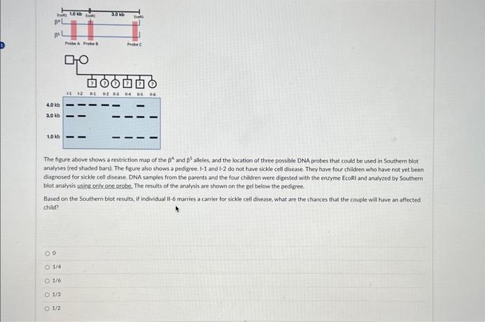 Solved The figure above shows a restriction map of the βA | Chegg.com