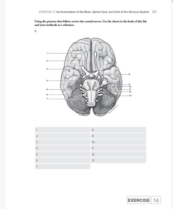 Solved EXERCISE 14 An Examination of the Brain, Spinal Cord, | Chegg.com