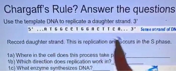 Solved Chargaff's Rule? Answer the questions Use the | Chegg.com