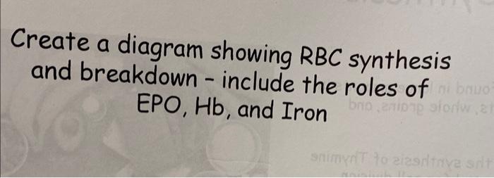 Solved Create a diagram showing RBC synthesis and breakdown | Chegg.com