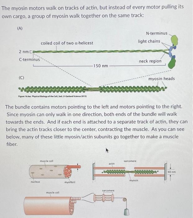 Solved The myosin motors walk on tracks of actin, but | Chegg.com