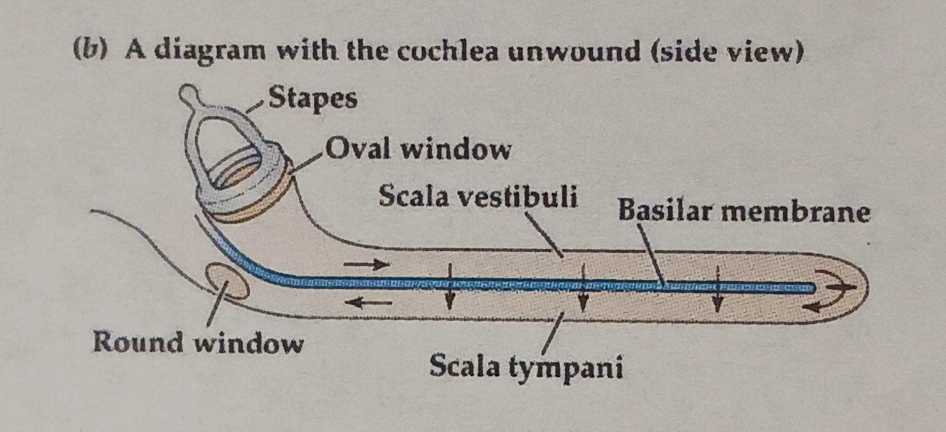 Explain how sound waves entering the oval window | Chegg.com