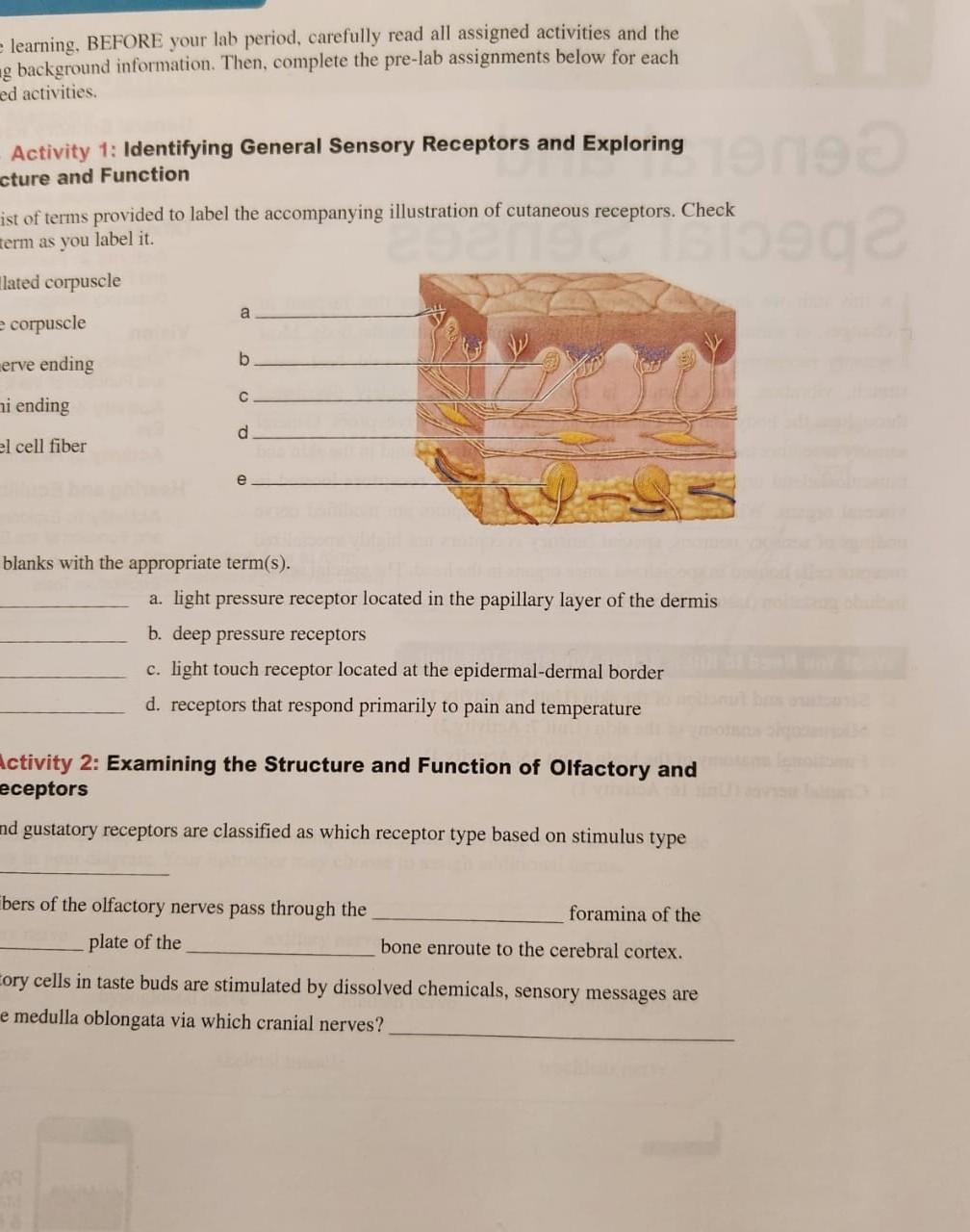 Solved label it. icle chlea ernal auditory | Chegg.com