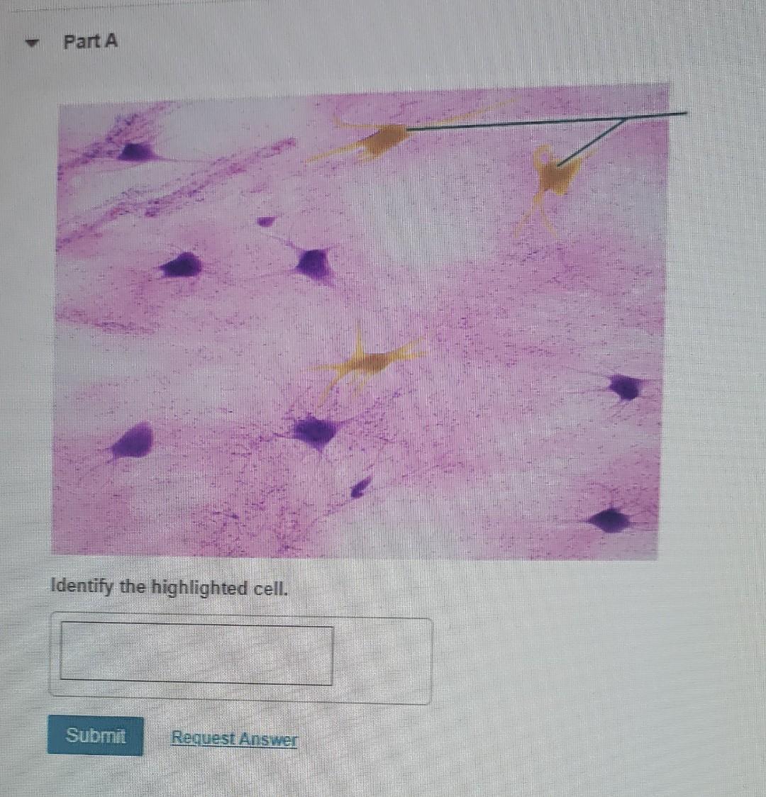 Solved Identify the highlighted structures. Identify the | Chegg.com