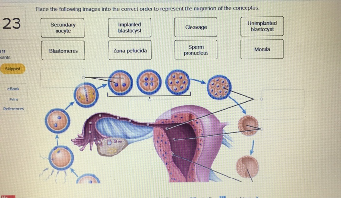 Solved Place the following images into the correct order to | Chegg.com