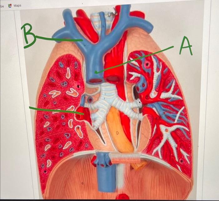 Solved whats A B and C (bottom left pointer) | Chegg.com