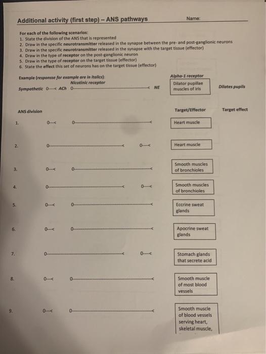 Solved Additional activity (first step) - ANS pathways Name: | Chegg.com
