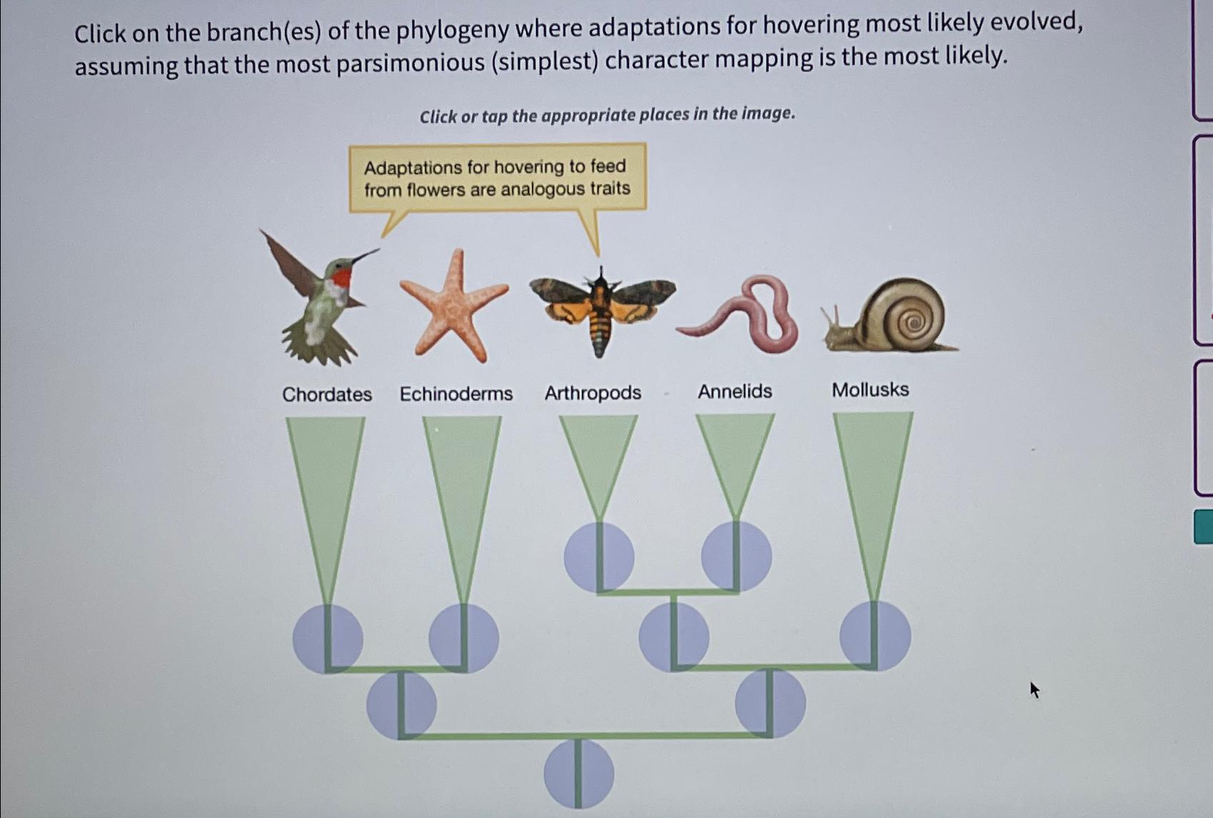 Solved Click on the branch(es) ﻿of the phylogeny where | Chegg.com