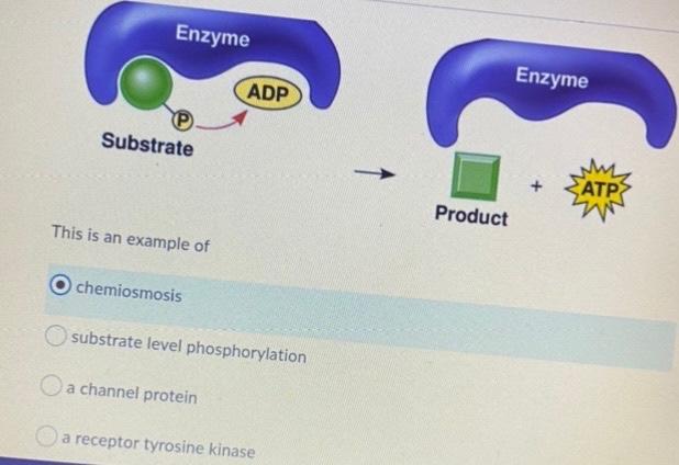Solved Enzyme Enzyme ADP Substrate АТР Product This is an | Chegg.com