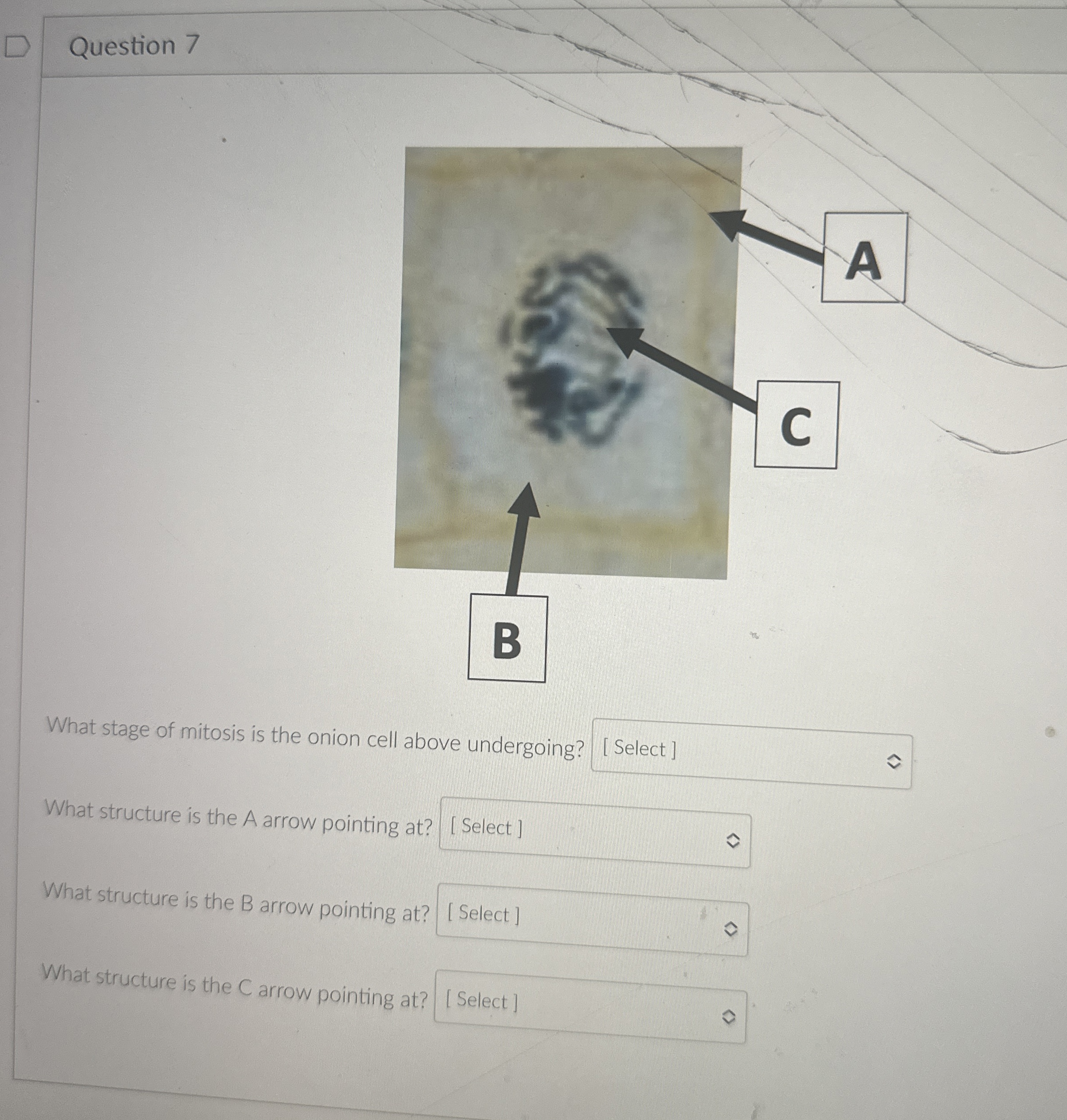 Solved Question 7BWhat structure is the A arrow pointing | Chegg.com