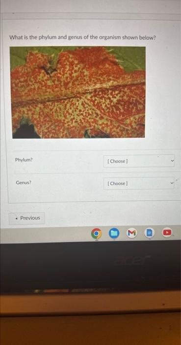 What is the phylum and genus of the organism shown | Chegg.com