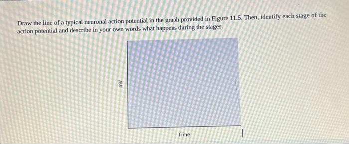 Solved Draw the line of a typical neuronal action potential | Chegg.com