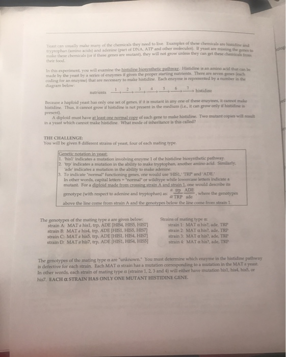Week 7 - YEAST COMPLEMENTATION LABORATORY | Chegg.com