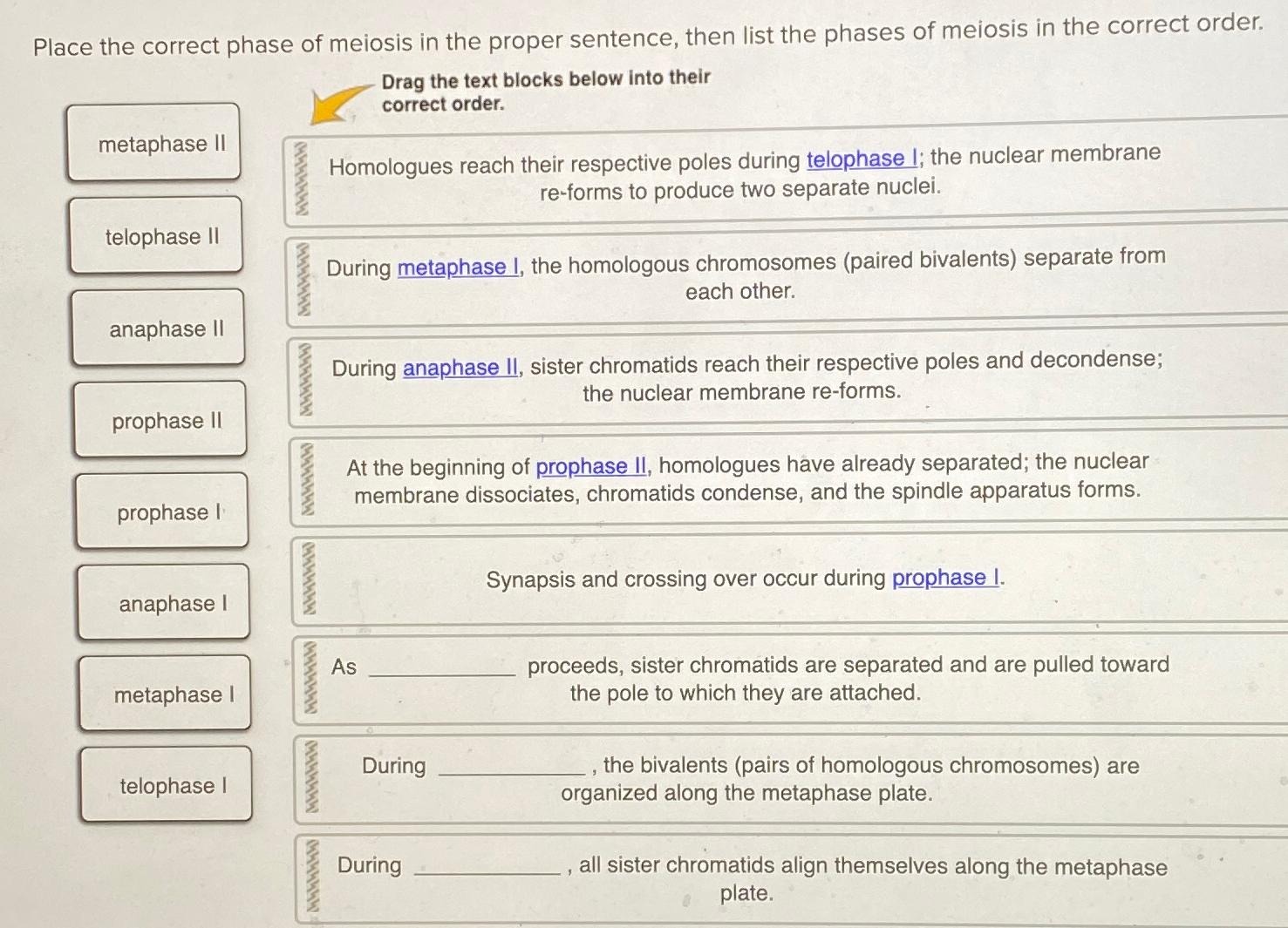 Solved Place the correct phase of meiosis in the proper | Chegg.com