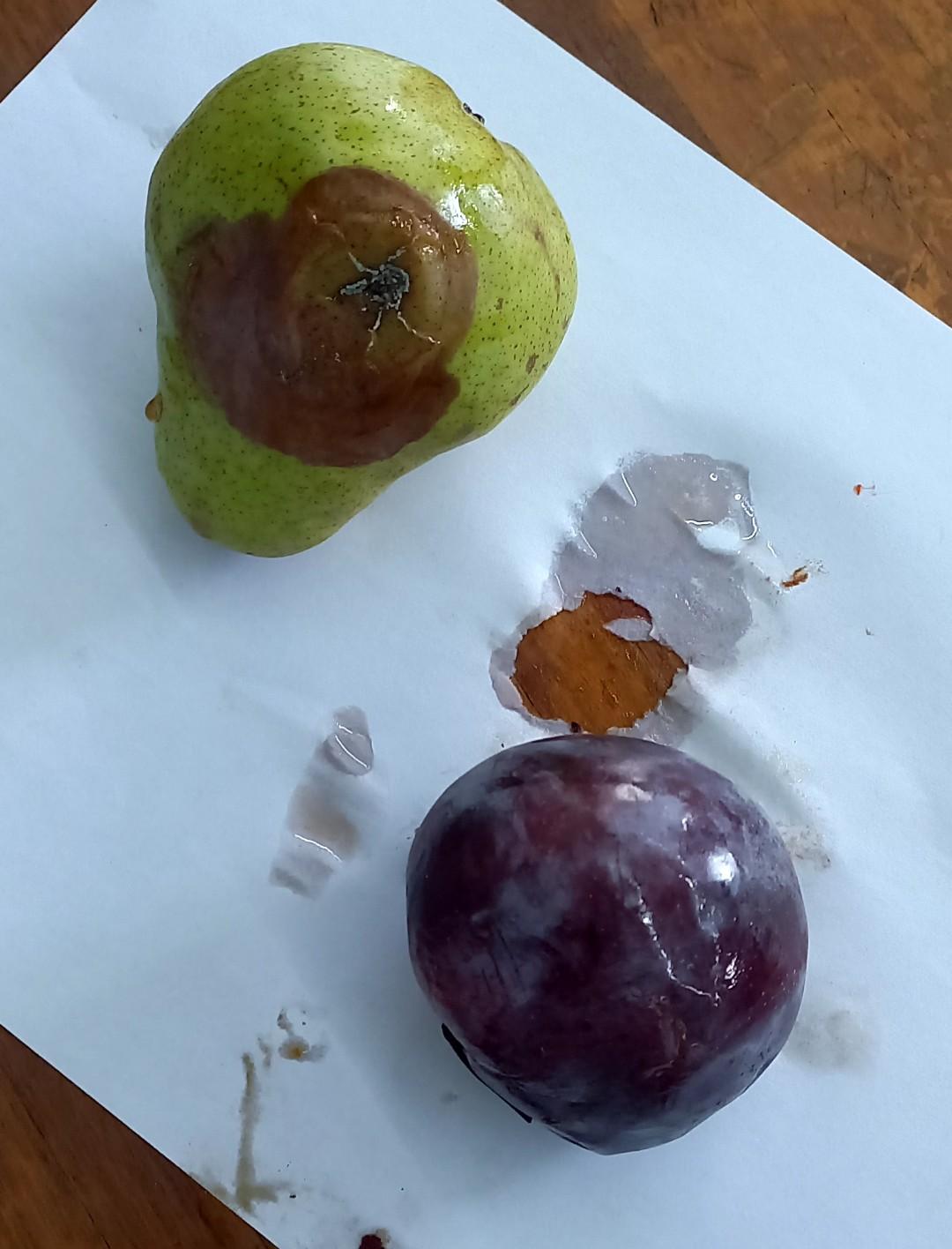 Solved Observe the types of disease symptoms in each and | Chegg.com