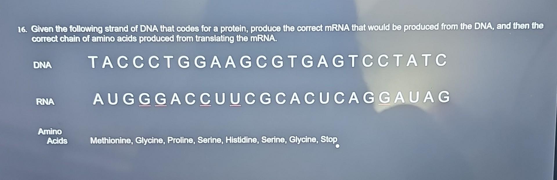 16. Given the following strand of DNA that codes for | Chegg.com