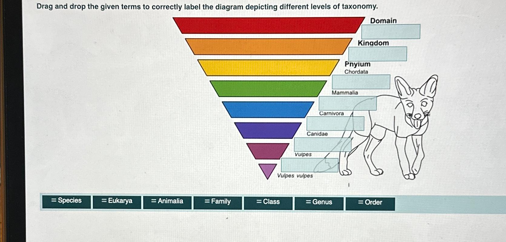 Solved Drag and drop the given terms to correctly label the | Chegg.com