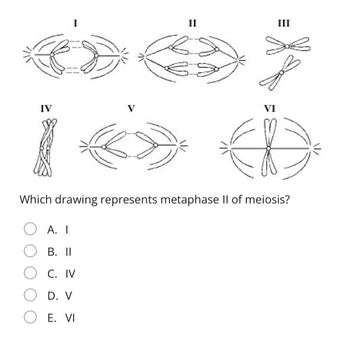 Solved II 68 III IV V VI Which drawing represents metaphase | Chegg.com