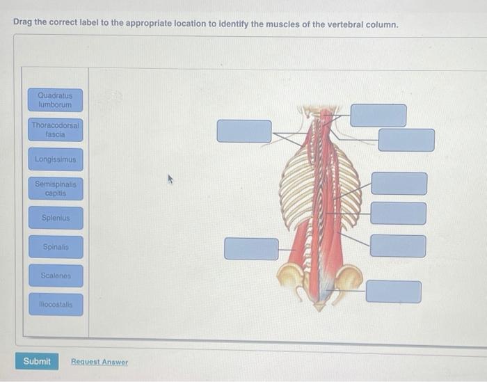Solved Drag the labels to the appropriate location in the | Chegg.com