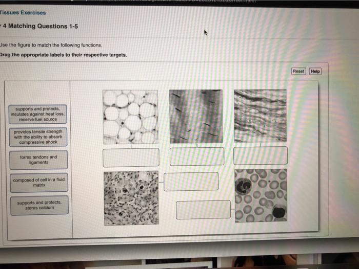 Solved Tissues Exercises 4 Matching Questions 1-5 Use the | Chegg.com