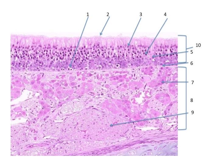Solved RESPIRATORY SYSTEMA. identify the numbered pointed | Chegg.com