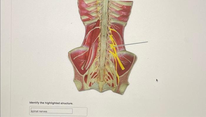 Solved Identify the highlighted structure. | Chegg.com