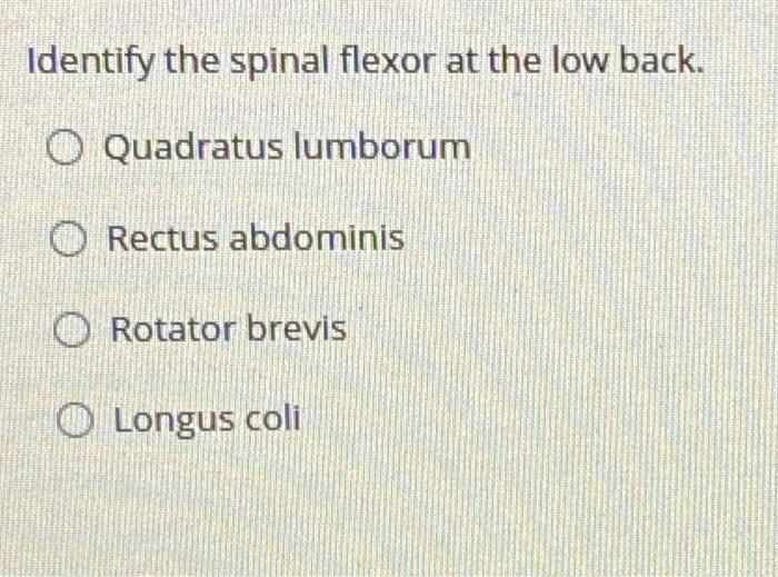 Solved Identify the spinal flexor at the low back. O | Chegg.com