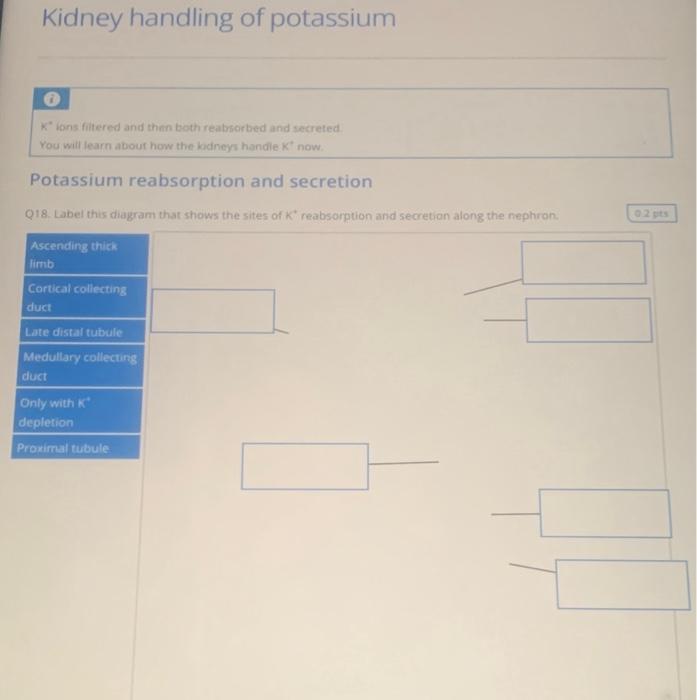 Kidney handling of potassium Potassium reabsorption | Chegg.com