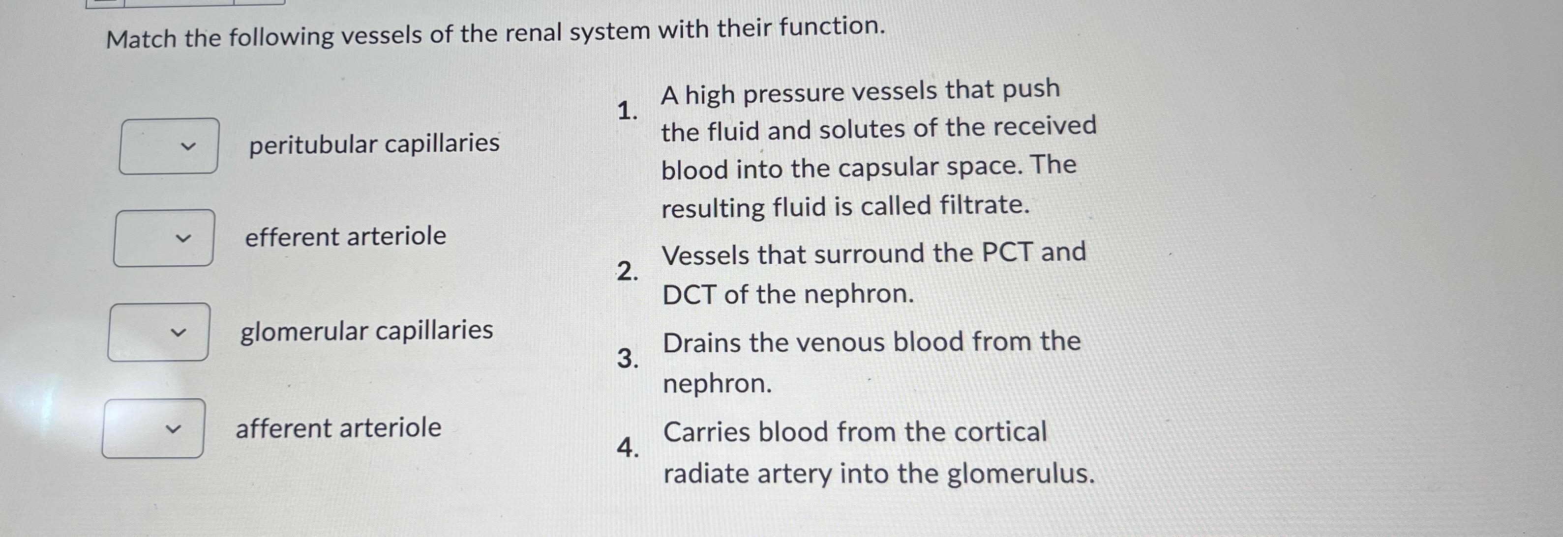 Solved Match the following vessels of the renal system with | Chegg.com